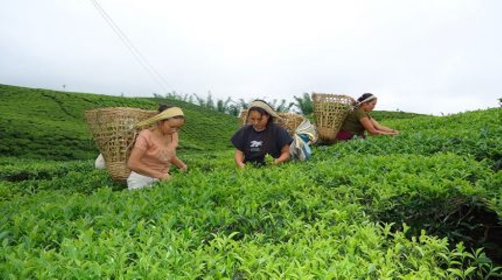 अलैँचीको मूल्य वृद्धि नहुँदा किसान मारमा « Kathmandu Pati